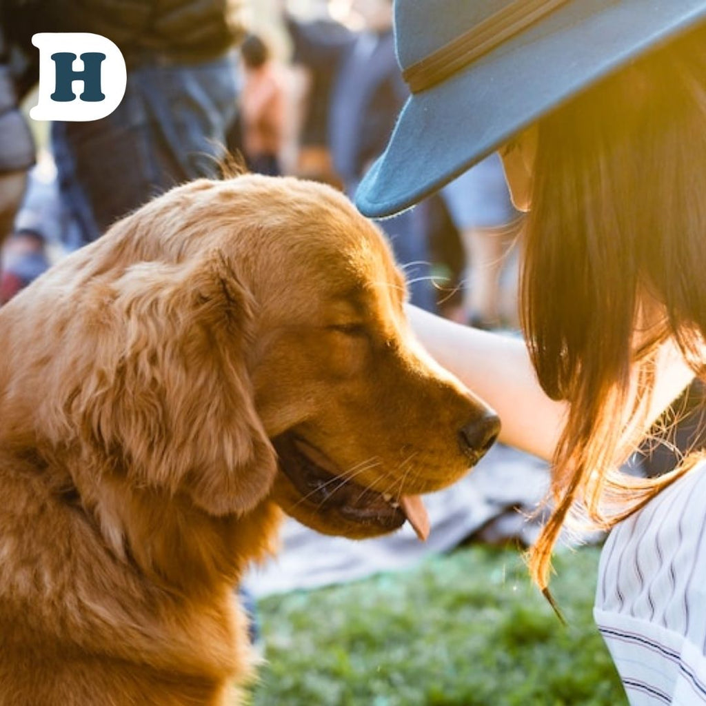The Truth About Talking to Your Dog: Can They Really Understand You?